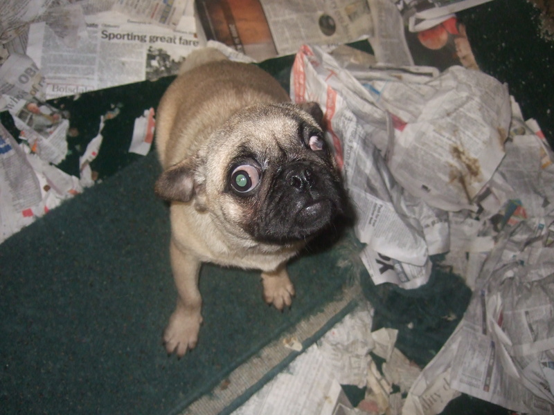 Ethical Dog Buyers Guide - avoiding puppy mills when buying a new puppy
